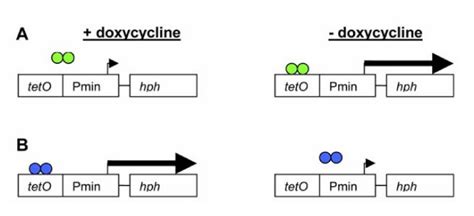 Schematic Overview Of The Tetracycline Regulated Gene Expression System Download Scientific