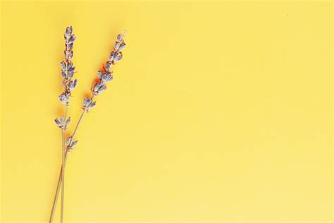 보라색 라벤더 꽃 밝은 노란색 배경에 배치 평면도 평 신도 최소한의 개념입니다 건조 한 꽃 꽃 조성 물 파스텔 색상입니다 0명에 대한 스톡 사진 및 기타 이미지 Istock