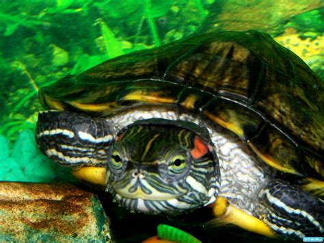 Pond Turtle Wallpapers Hd Download Free Backgrounds