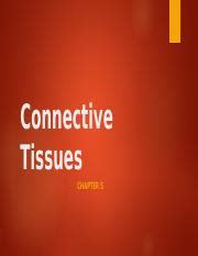 Understanding Connective Tissues Types Cells And Functions Course Hero