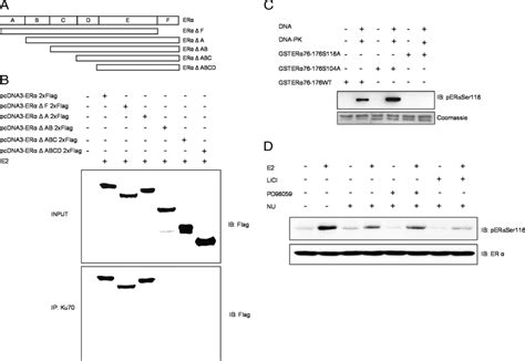 ku70 interacts with the b domain of er a er deletion mutants
