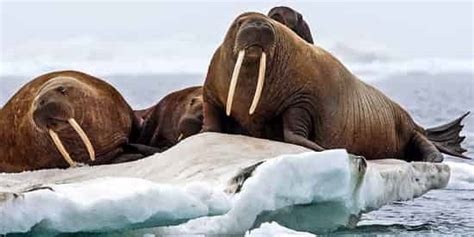Scientists Need Your Help Counting Walruses From Space Newsgater