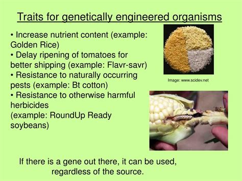 Ppt Genetically Modified Organisms Powerpoint Presentation Free