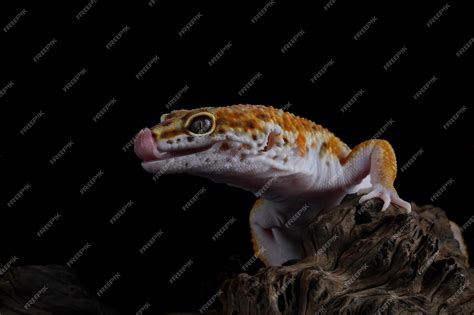 Premium Photo Leopard Gecko Lizard Sticking Out Tongue On Black