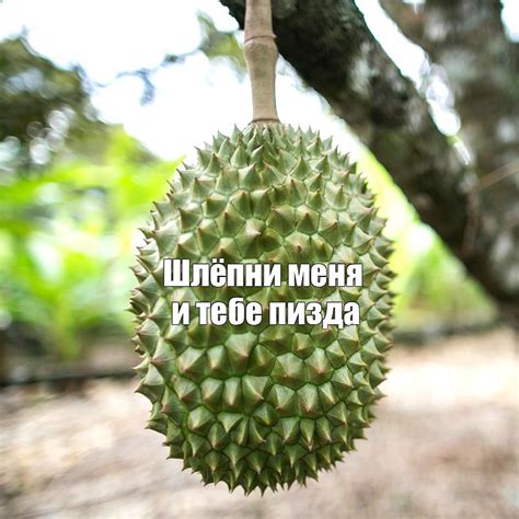 Создать мем фрукт дуриан зелёный фрукт с шипами Durian Картинки Meme