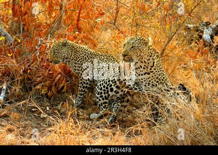 A Female And Male Leopard Panthera Pardus Together In A Marula Tree
