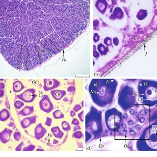 Representative Light Microscopic Images Showing The Testicular Download Scientific Diagram