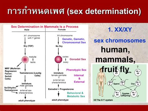 PPT ลกษณะทางพนธกรรม นอกเหนอจากกฎของเมน เดล PowerPoint Presentation ID