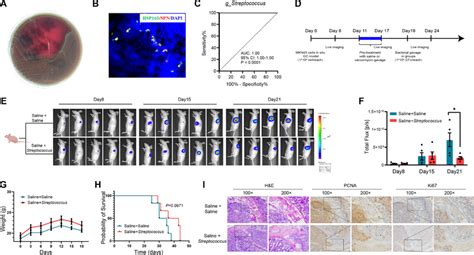 Administration Of Streptococcus Mitis Influences Gastric Cancer