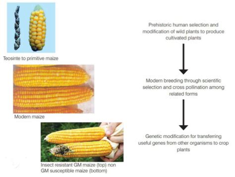 Gm Crops Pwonlyias