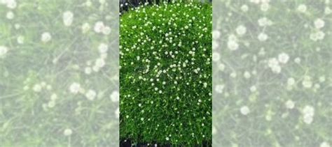 Ирландский мох Мшанка шиловидная купить в Москве Товары для дома и дачи Авито