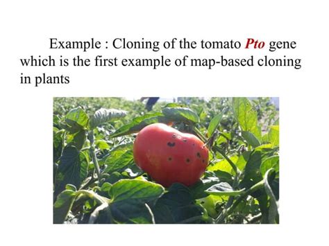 Map Based Cloning Pptx Genetics Science