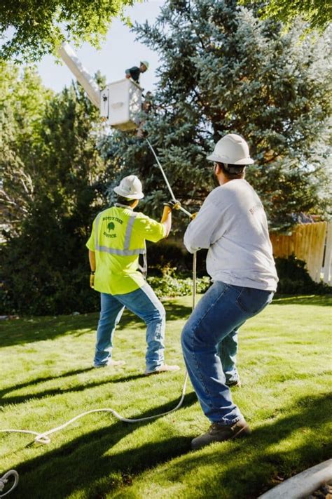 How Do You Determine The Cost Of Tree Removal Estimate