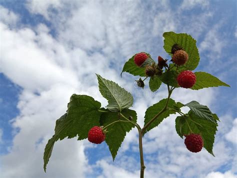 Raspberry Branch Stock Image Image Of Berries Plant 257221285