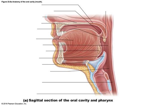 Sagittal Oral Cavity Anatomy Diagram Quizlet