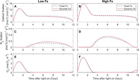 Simulated Instantaneous Rates Of Gross Carbon Fixation And N 2 Fixation Download Scientific