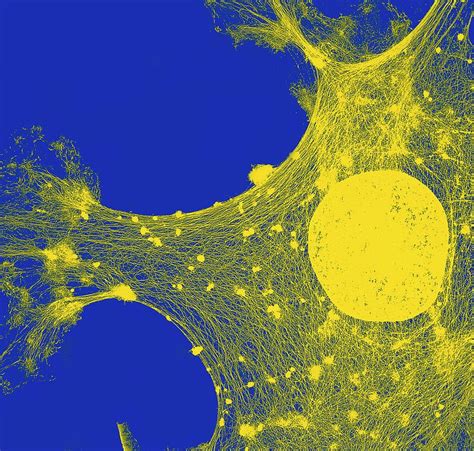 Cytoskeleton Photograph By Fine Art America