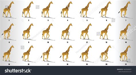 Giraffe Walk Cycle Animation Frames Loop Stock Vector Royalty Free