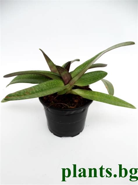 Пафиопедилум (Paphiopedilum philippinense)
