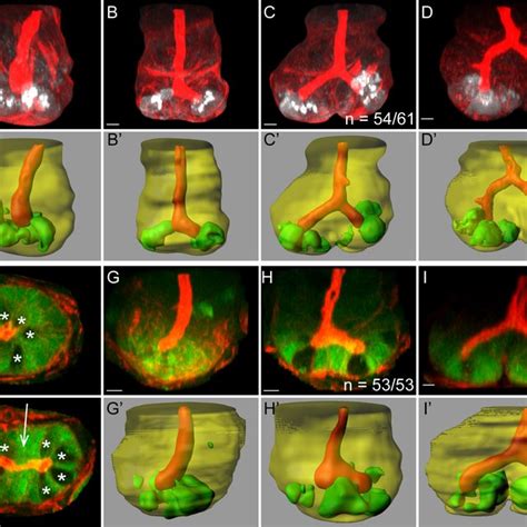 Pdf Paneth Cell Rich Regions Separated By A Cluster Of Lgr5 Cells