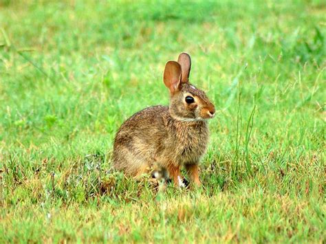 18 Animals That Make Tennessees Wilderness Feel Untouched Exploring