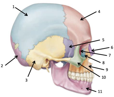 The Skull Scalp And Face Lecture 31 Flashcards Quizlet