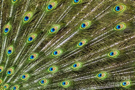 Peacock Print Designs