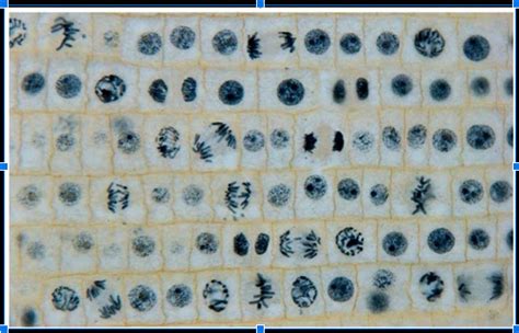 solved 5 pts calculate the mitotic index for