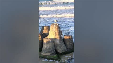 겨울 바다와 파도소리 Youtube