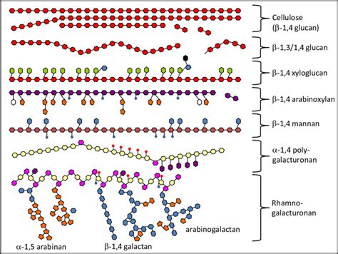 Schematic Representation Of Plant Cell Wall Polysaccharides Cellulose Download Scientific