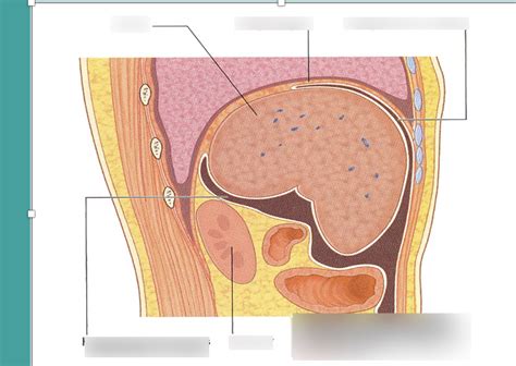 Spaces Aka Recesses Diagram Quizlet