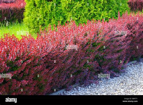 Japanese Barberry Berberis Thunbergii Var Atropurpurea Berberis