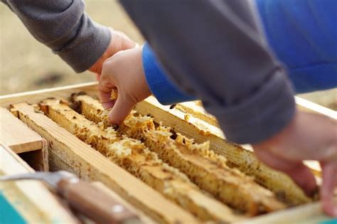 Монгол зөгийн бал дэлхийн зах зээлд гарах боломж бий