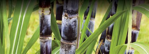 Transform Cassava And Sugarcane Yields In Africa And Southeast Asia