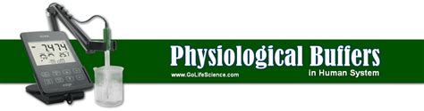 Physiological Buffers In Humans Role In Ph Balance And Health