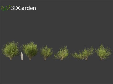 Salix Caprea Goat Willow 02 3d Model 3dgardenplants