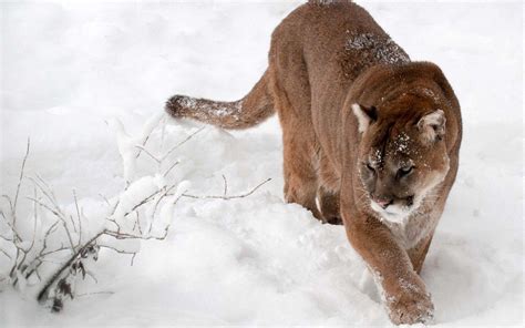 Cougar Wallpapers Wallpaper Cave
