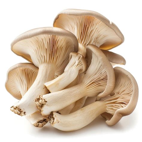 Oyster Mushrooms Premium Ai Generated Image