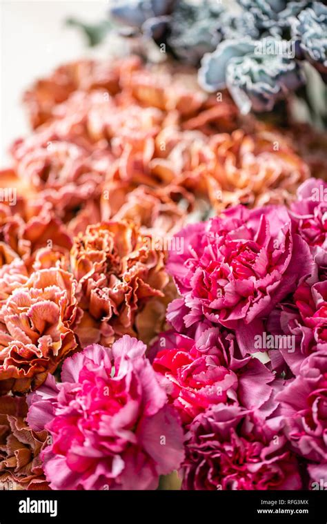 Carnation Flowers Of Different Varieties And Colors Bunch Pastel Color