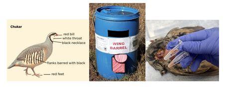 Avian Genetics Biol344 Molecular Biology