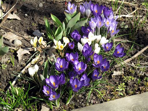 April 10 2009 — Ma S Garden — Crocuses 13 Crocus Plural … Flickr