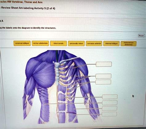 The Structure Labeled 2 In The Diagram Is A Solved Identify
