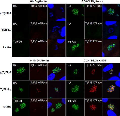 Digitonin Selective Permeabilization Determines Tgelp3 Orientation Ha