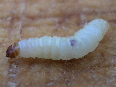 Indian Meal Moth Larva Manaaki Whenua