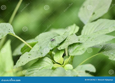 Amaranth Plant Stock Images Download 3 561 Royalty Free Photos