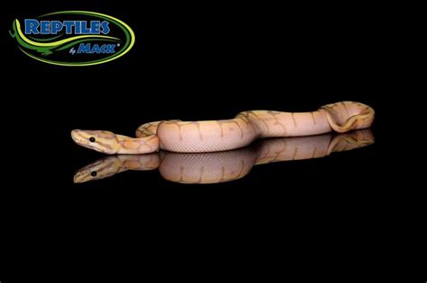 Ball Python Care Sheet Reptiles By Mack