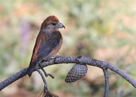 Bird Of The Day Cassia Crossbill — Home