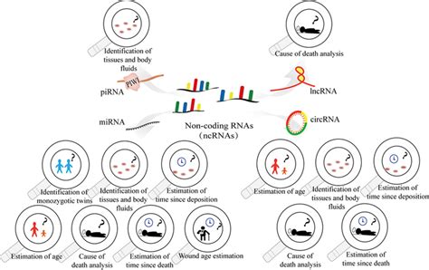 Various Research And Potential Applications Of Microrna Mirna Download Scientific Diagram