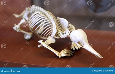 Animal Skeleton Natural History Museum Paris Editorial Image