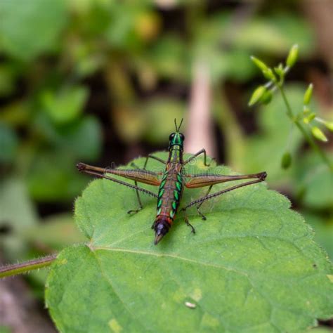 Vibrant Green Grasshopper Perched Atop A Lush Green Leaf On A Grassy